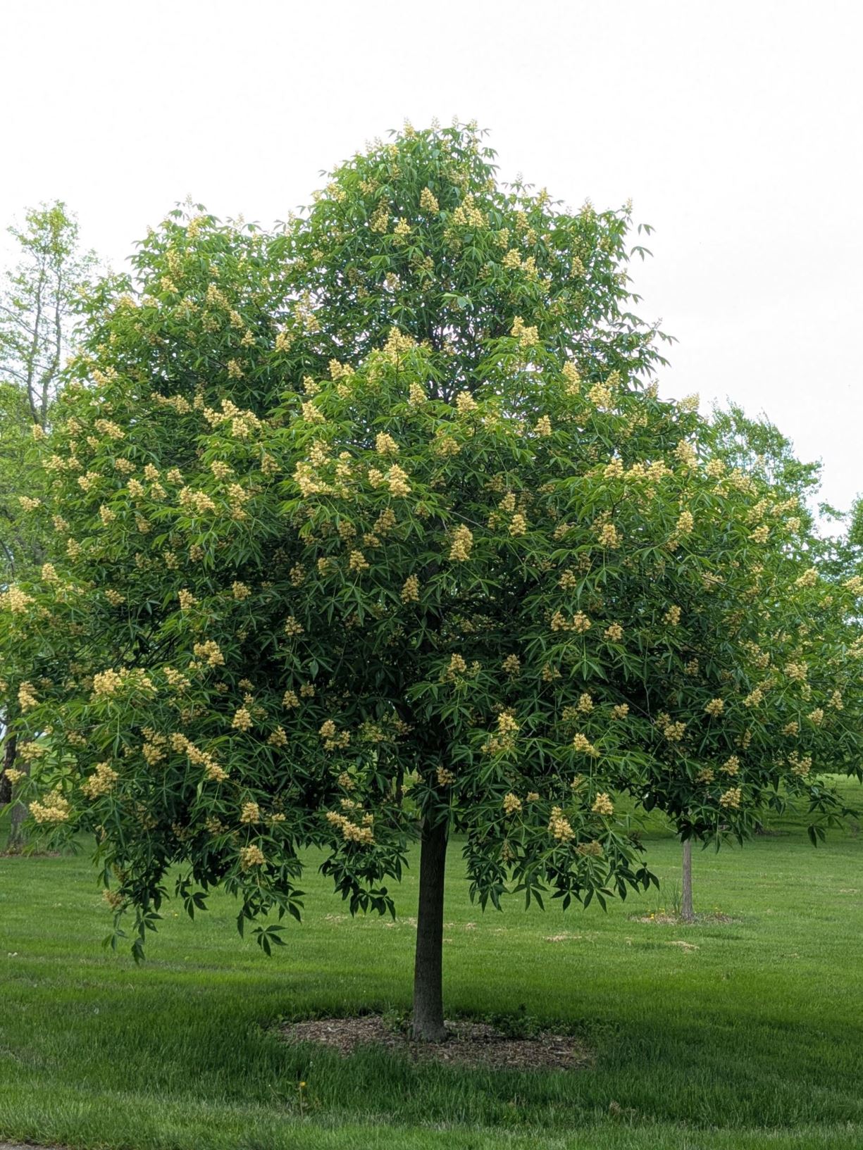 Aesculus ×arnoldiana 'Autumn Splendor' - HYBRID BUCKEYE | Secrest Arboretum